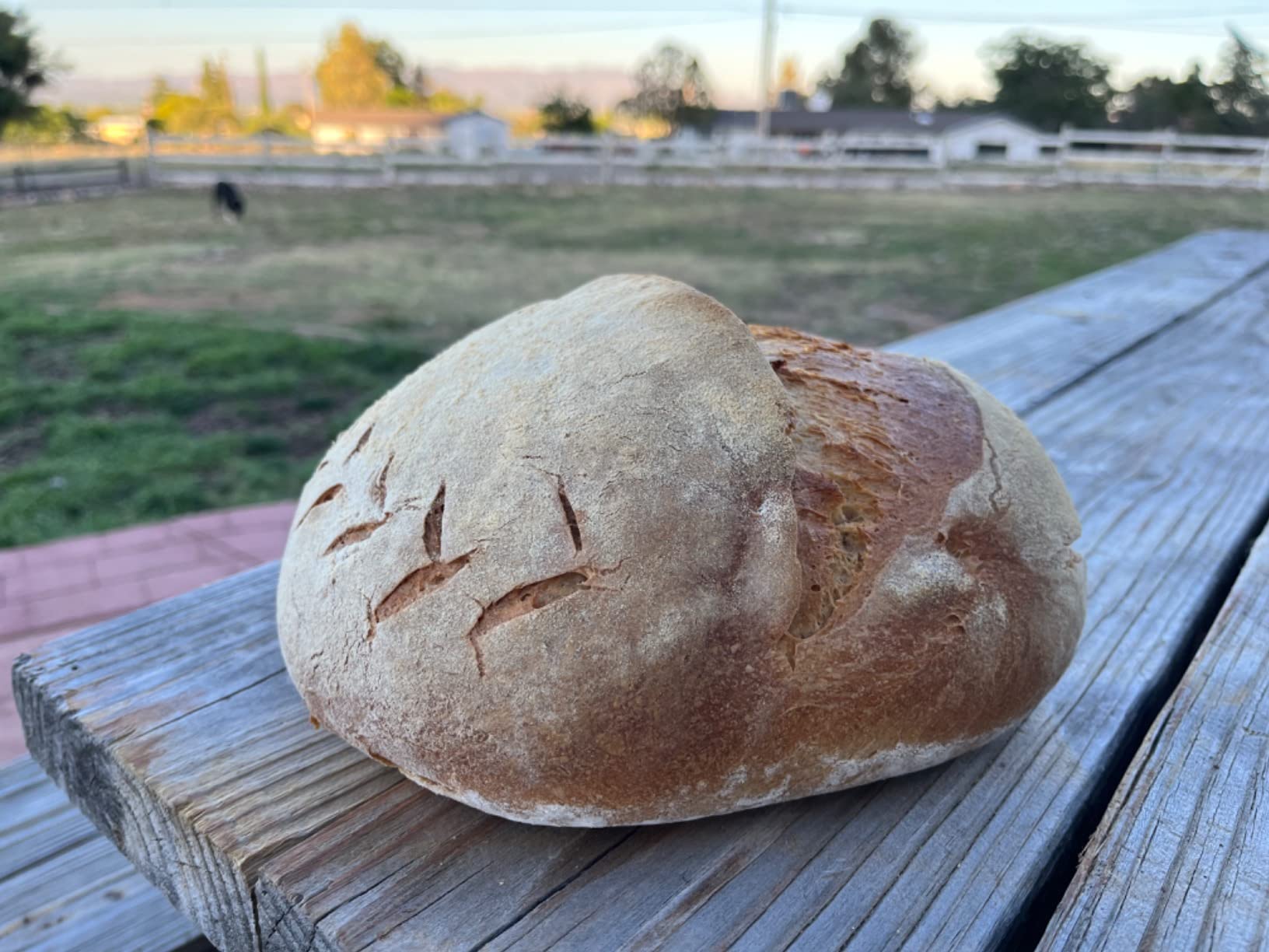 10 Best Bread Scoring Tools (June 2026) Complete Guide