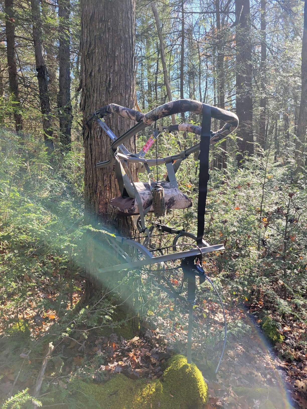 10 Best Climbing Tree Stands (June 2026) Complete Guide